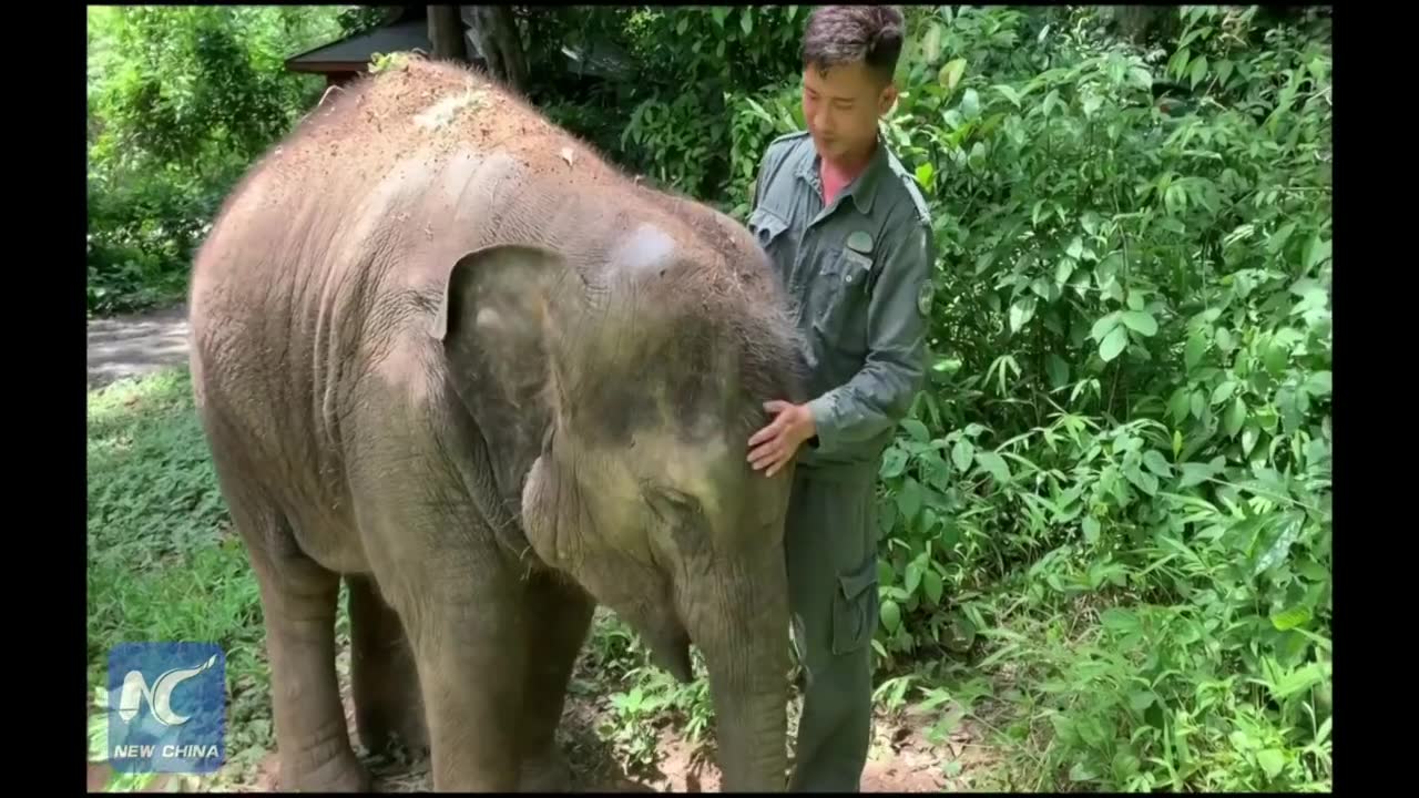 SW China's Yunnan: wild Asian elephants' sanctuary-China Story