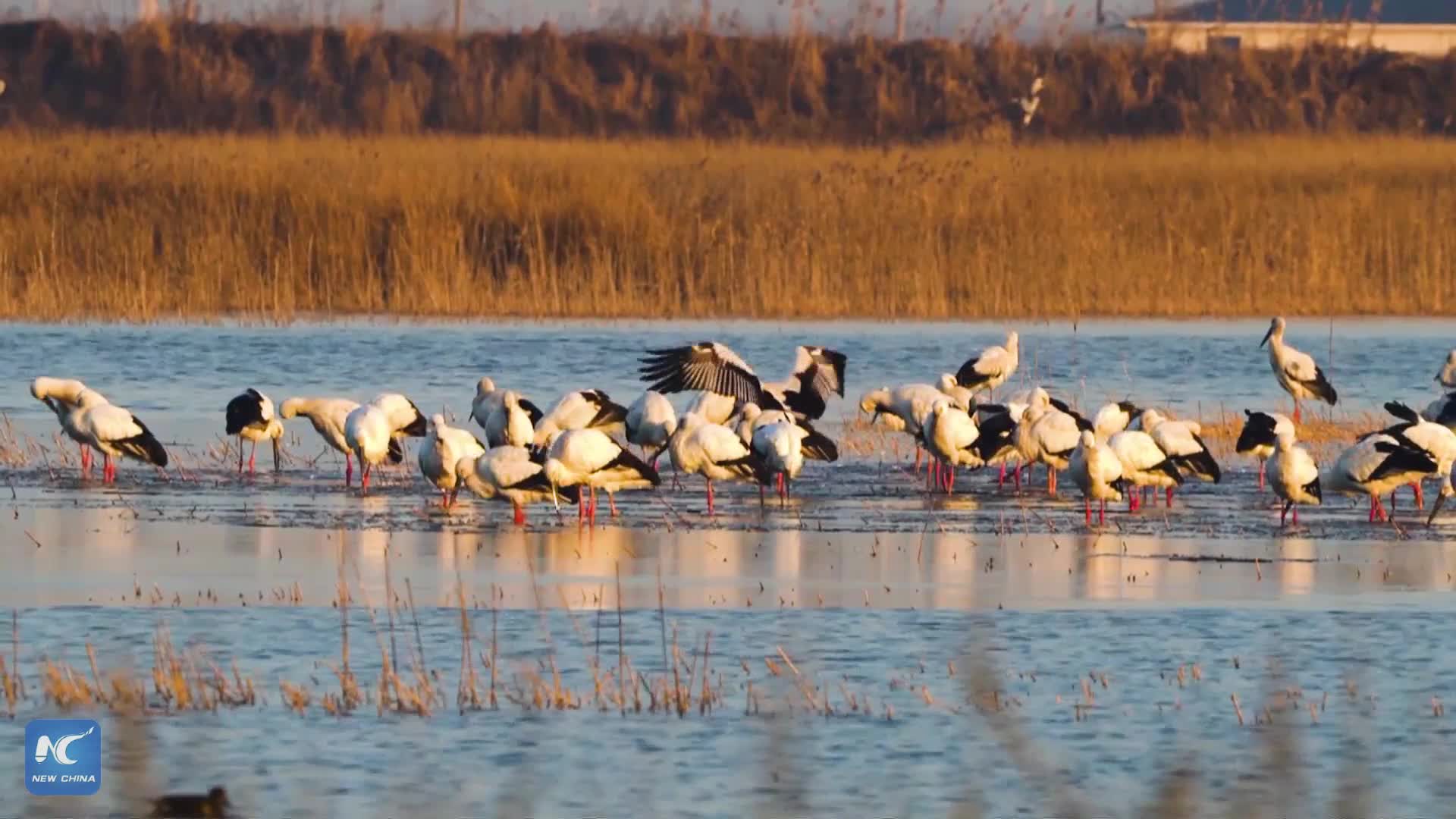 Exploring migratory bird paradise amid Yangtze River Delta city cluster ...